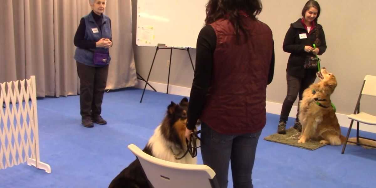 I Spy… Fun Group Dog Training Classes | Karen Pryor Clicker Training